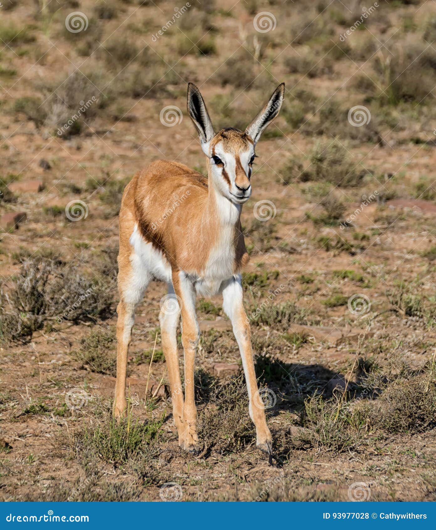 Springbok Antelope stock photo. Image of mammal, juvenile - 93977028