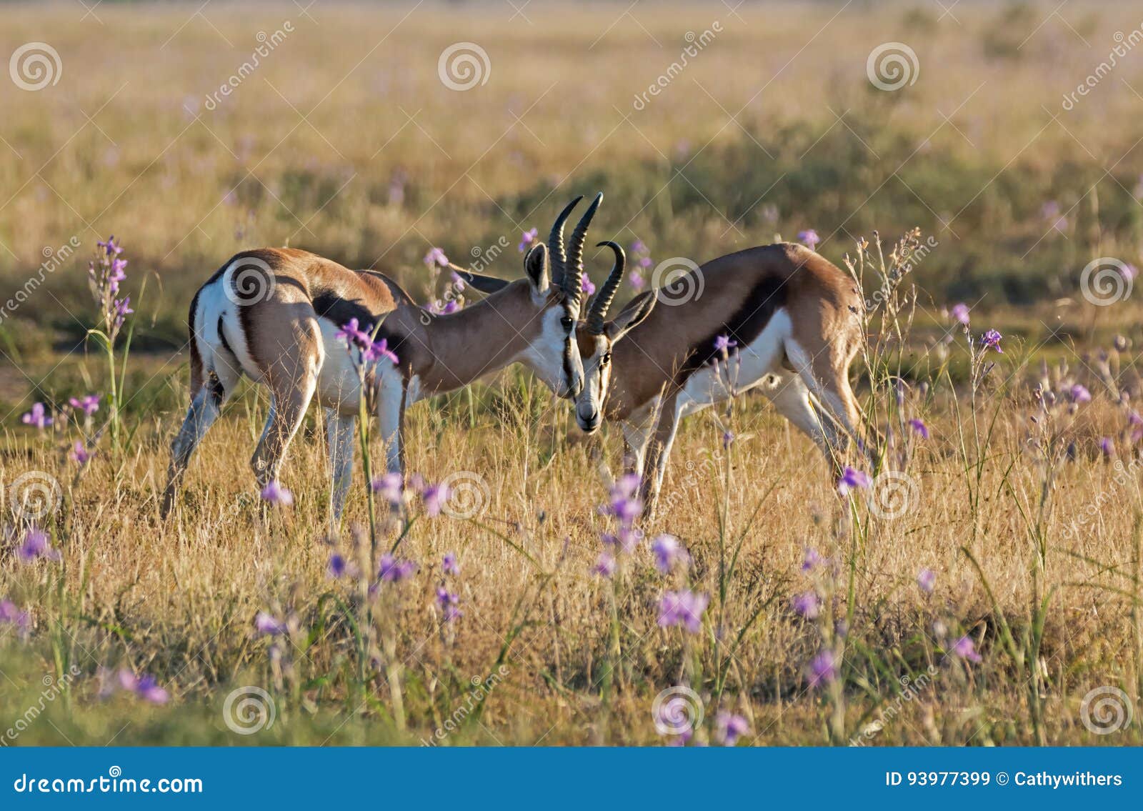 Springbok Antelope Rams stock image. Image of horned - 93977399