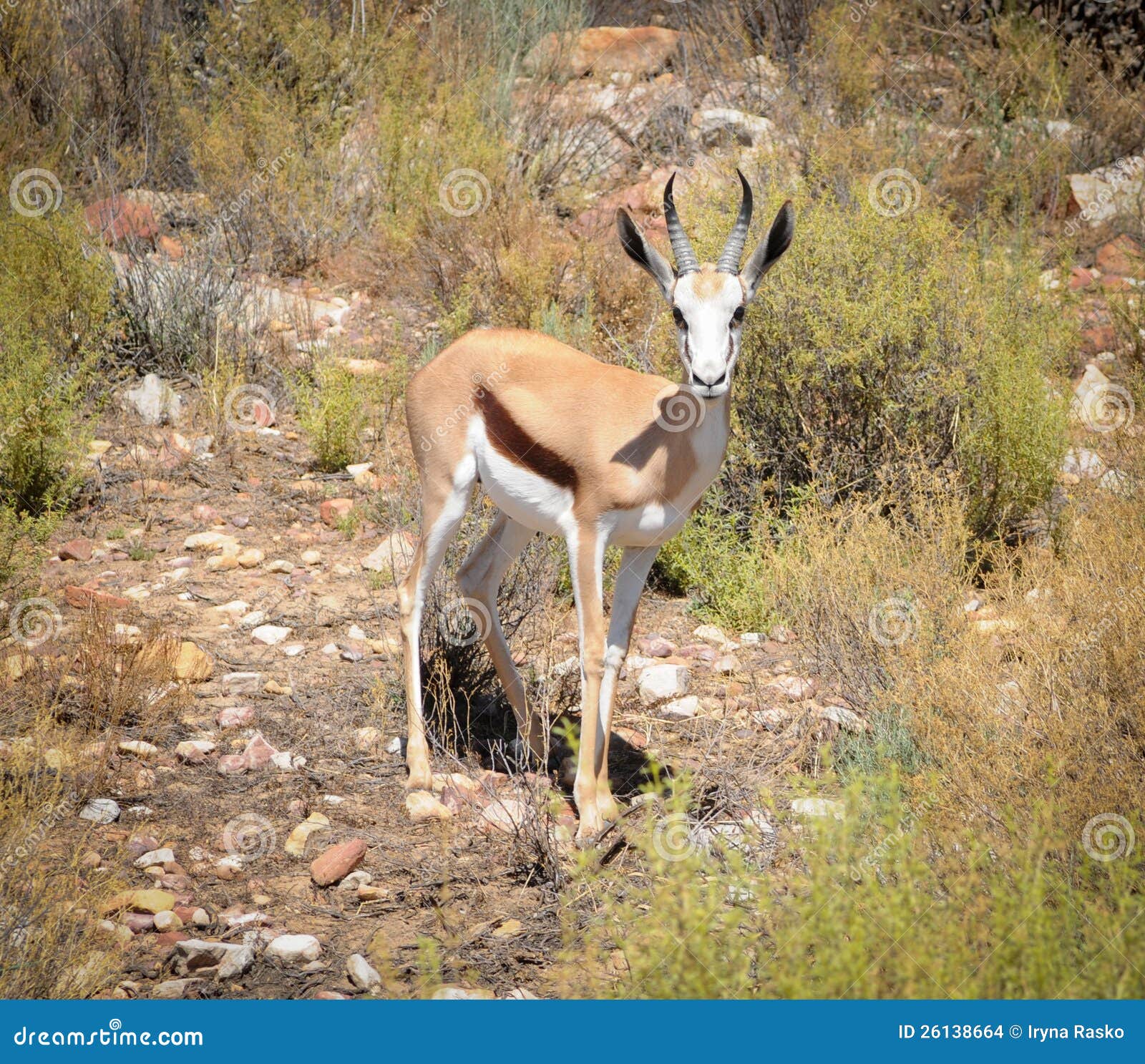 Springbok Antelope, South Africa. Stock Photo - Image of horizontal ...