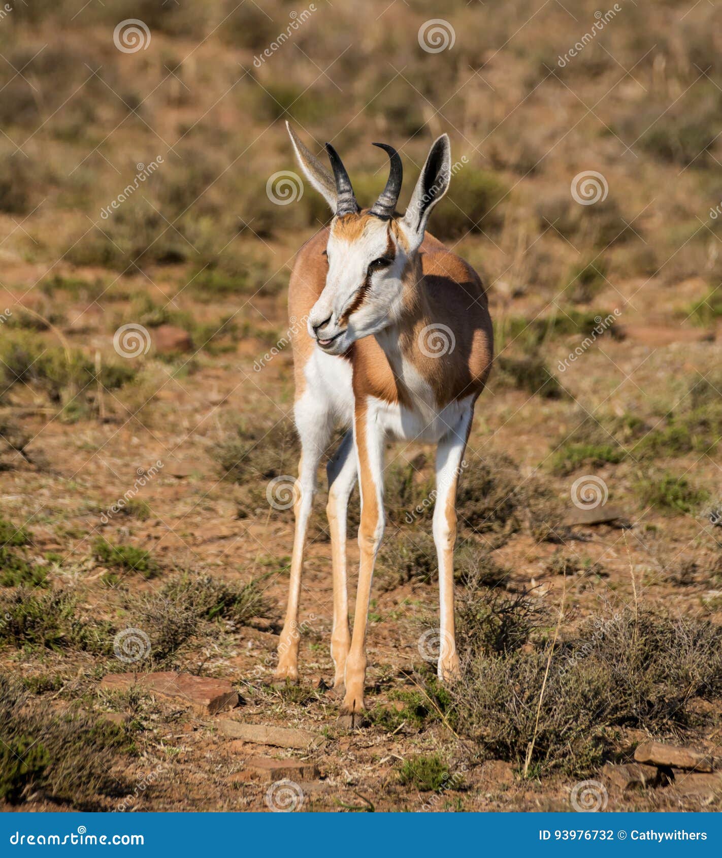 Springbok Antelope stock photo. Image of marsupialis - 93976732