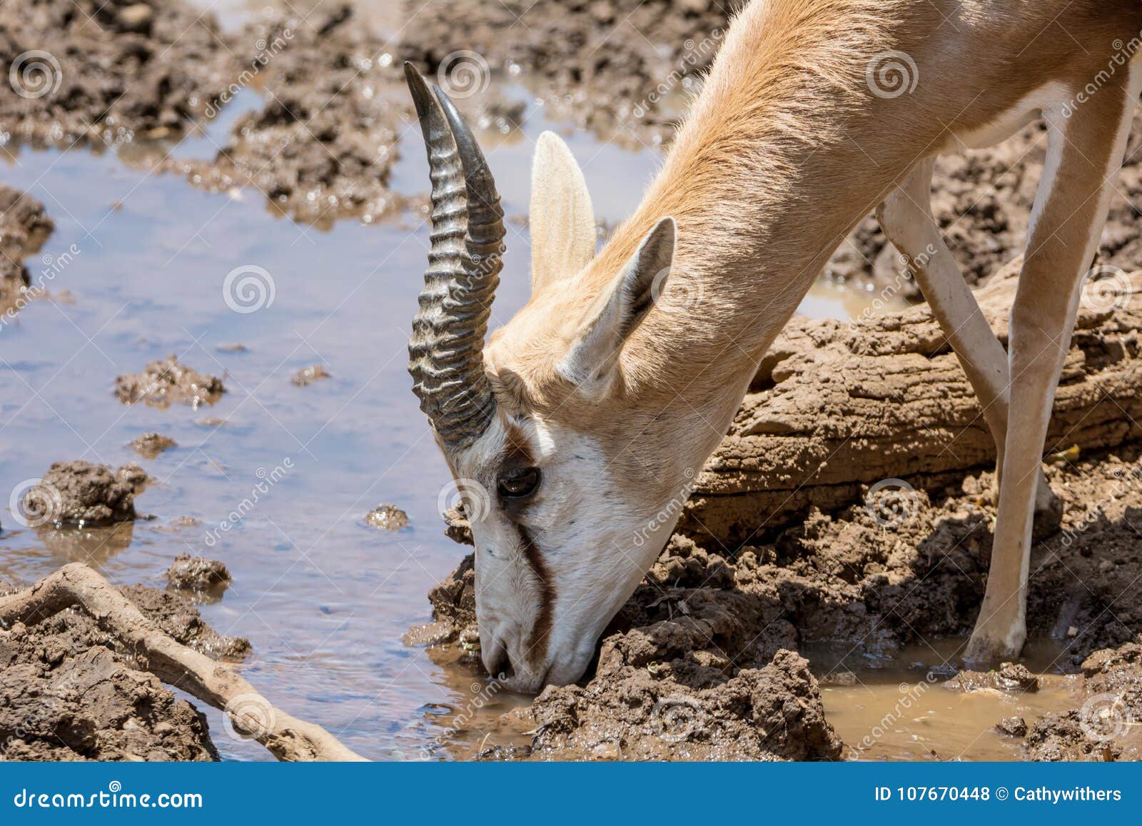 Springbok stock photo. Image of mammal, savanna, dark - 107670448