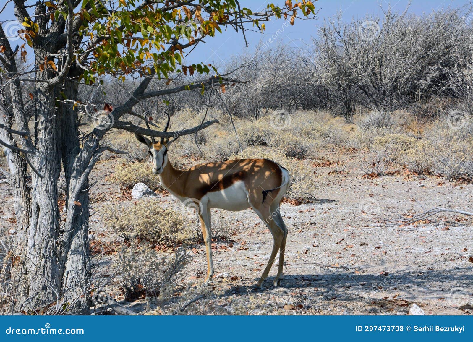 A Springbok Antelope Stands Under a Tree in Its Natural Habitat. Trees ...