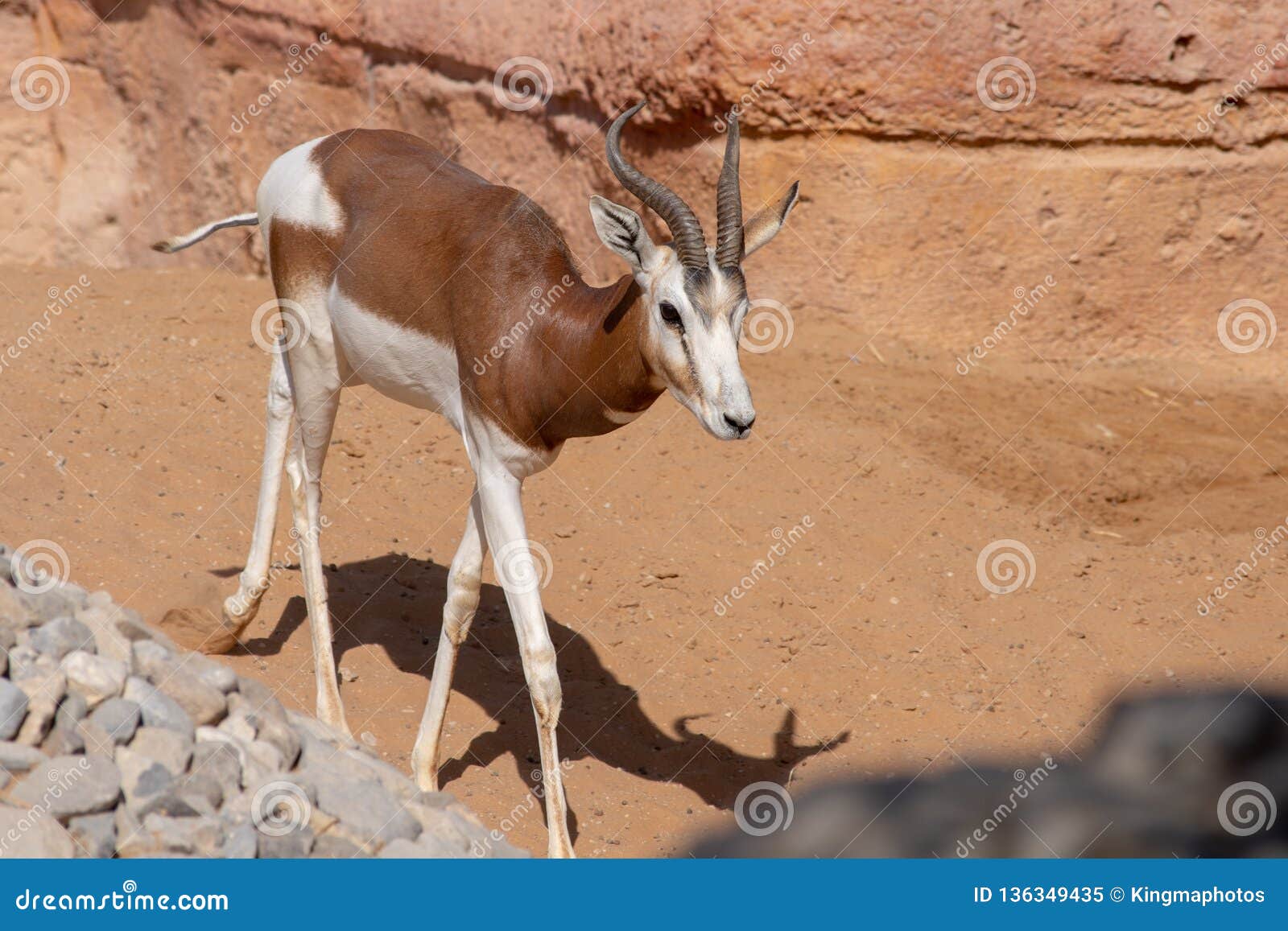 Springbok Antelope Walking through the Sand Stock Image - Image of ...