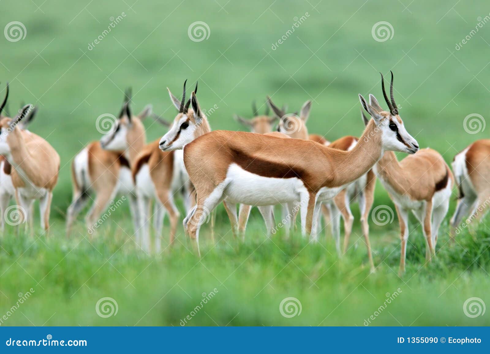 Springbok antelopes stock photo. Image of southern, herd - 1355090
