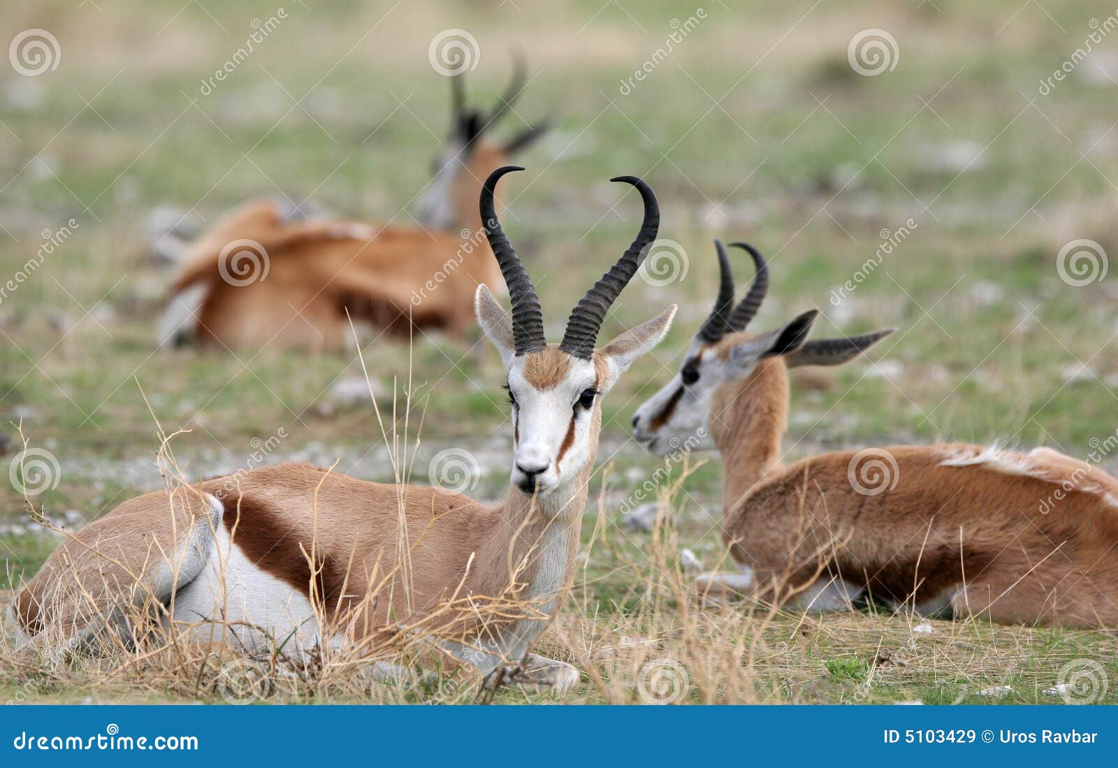 Springbok antelopes stock image. Image of herbivore, impala - 5103429