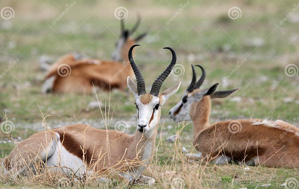 Springbok antelopes stock image. Image of herbivore, impala - 5103429