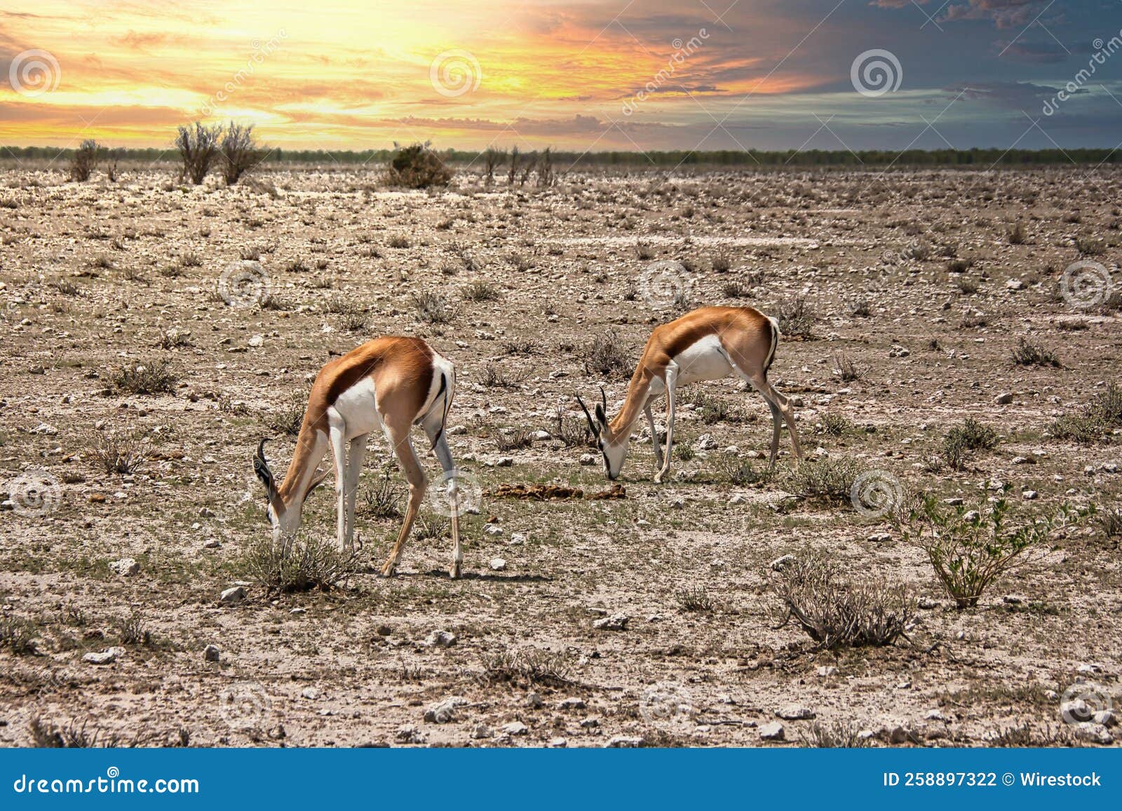 Springbok Antelopes Grazing in the Field at a Beautiful Sunset Stock ...