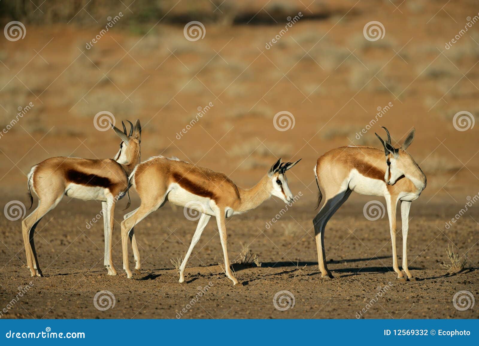 Springbok Antelopes, South Africa Stock Photo - Image of springbuck ...