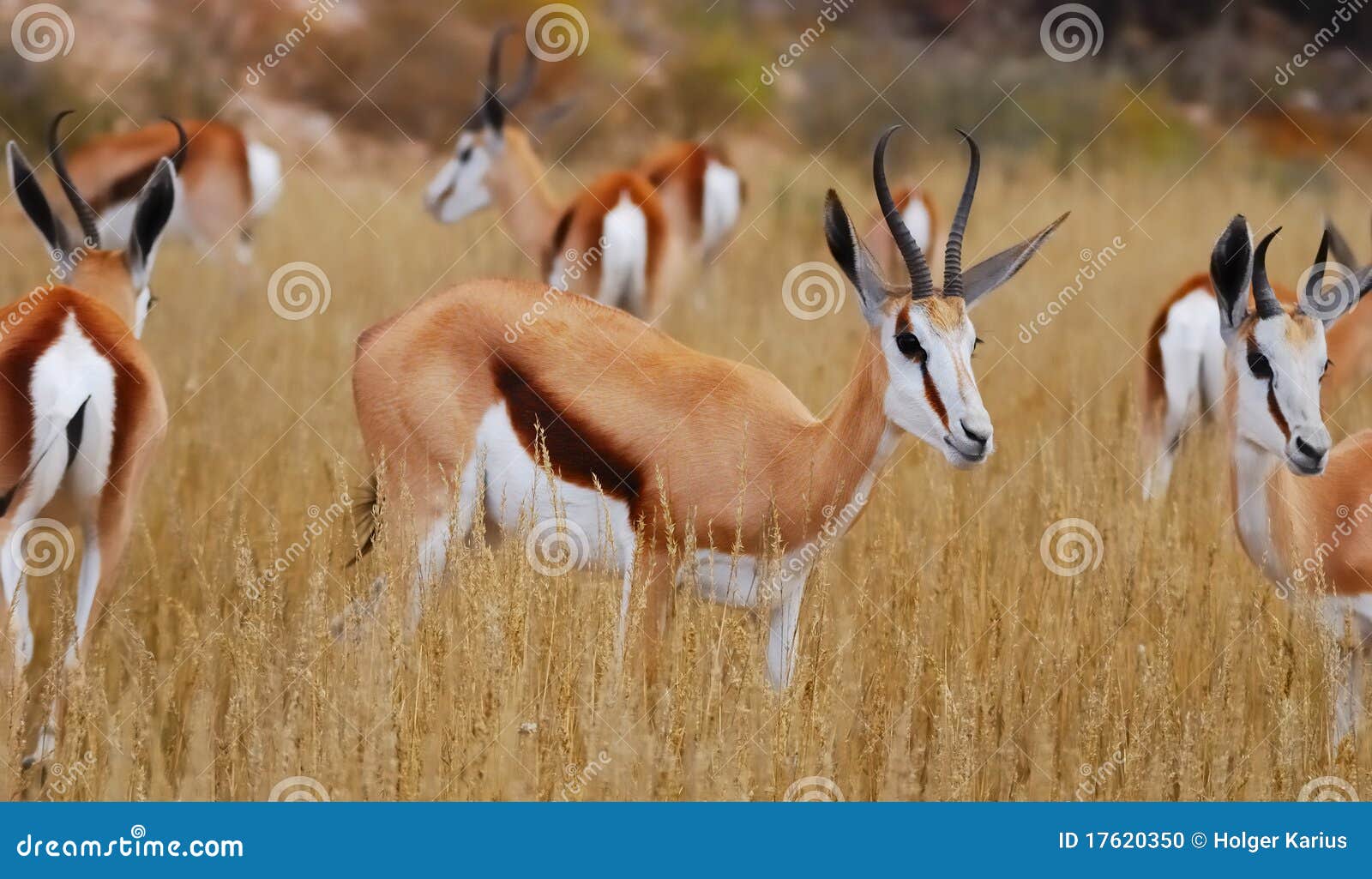 Springbok Stock Photography | CartoonDealer.com #6481310