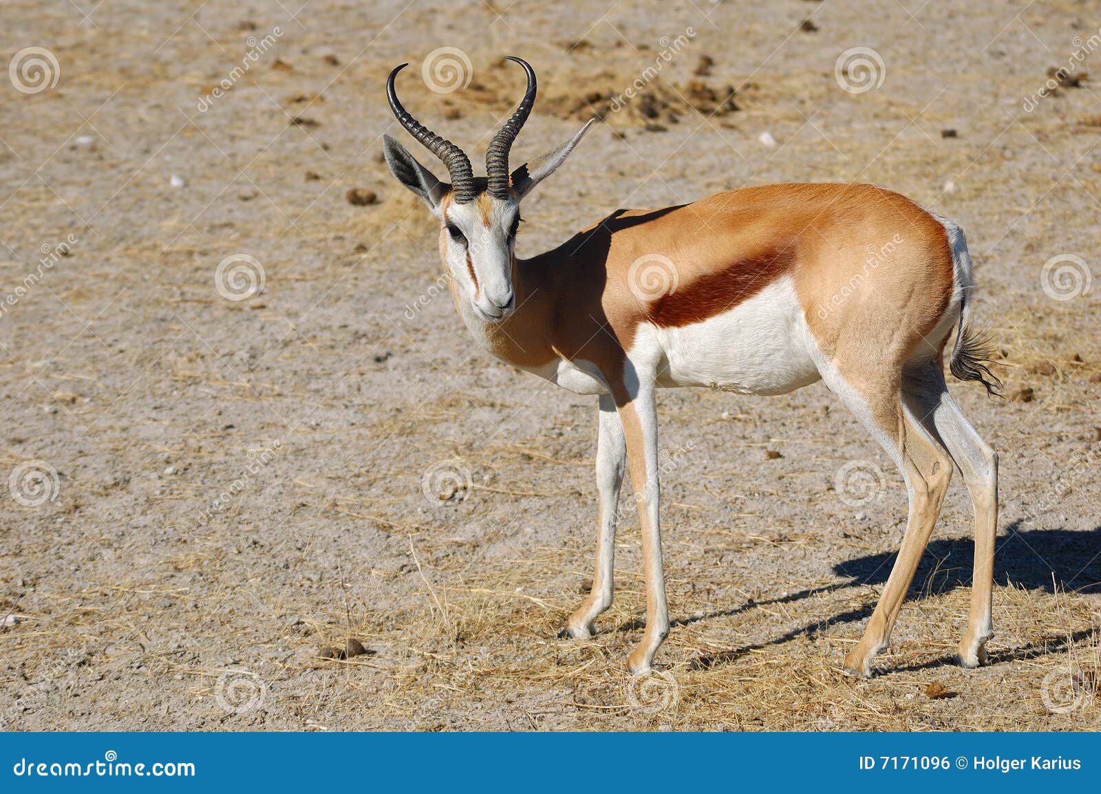 Springbok (Antidorcas Marsupialis) Stock Photo - Image of gamedrive ...