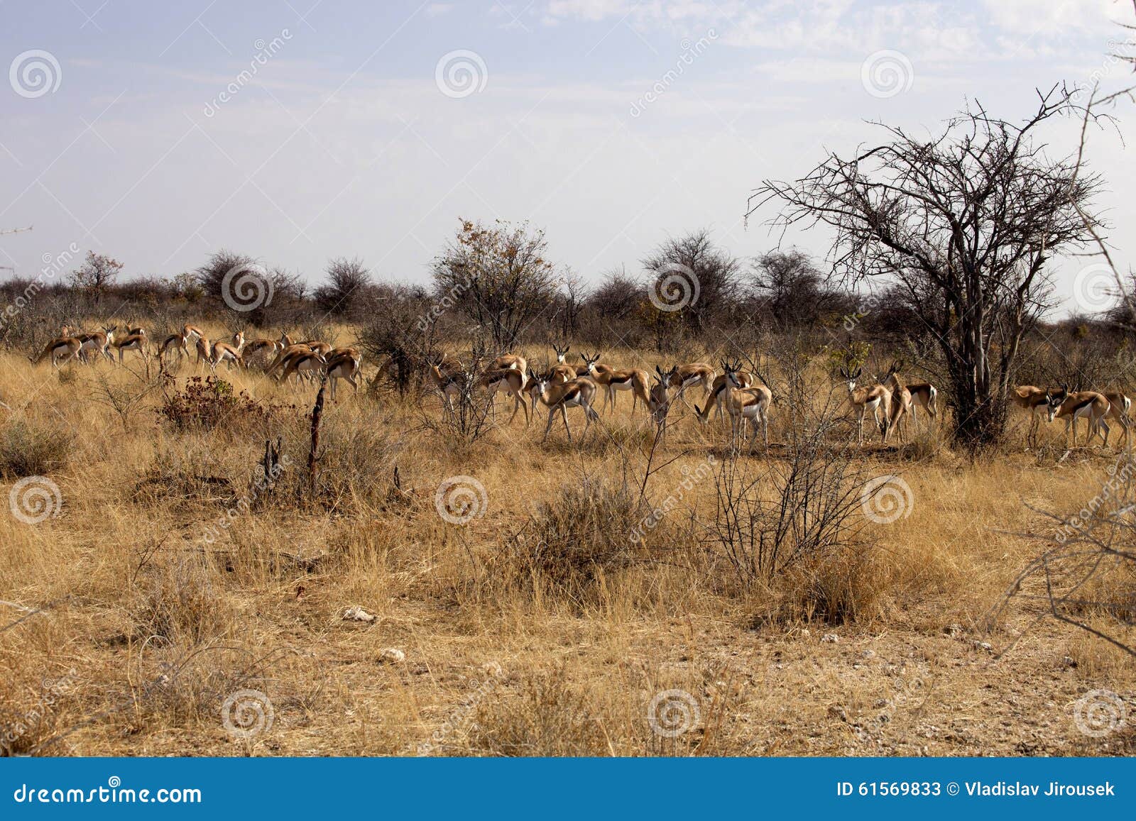 Springbok, Antidorcas Marsupialis, in the Namibian Bush Stock Image ...
