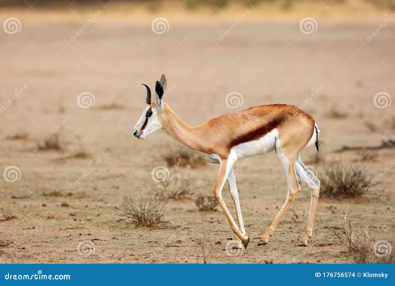 The Springbok Antidorcas Marsupialis , Portrait of the Young Antelope ...