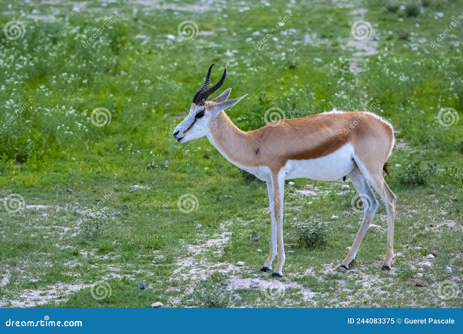 A Springbok Standing in the Bush Stock Image - Image of grant ...