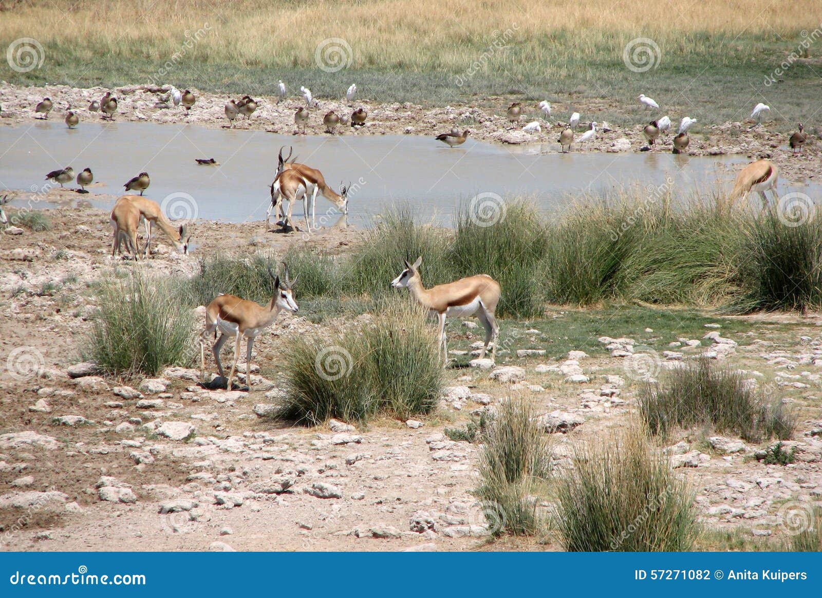 Springbok and Birds Drinking Water Stock Photo - Image of africa, drink ...