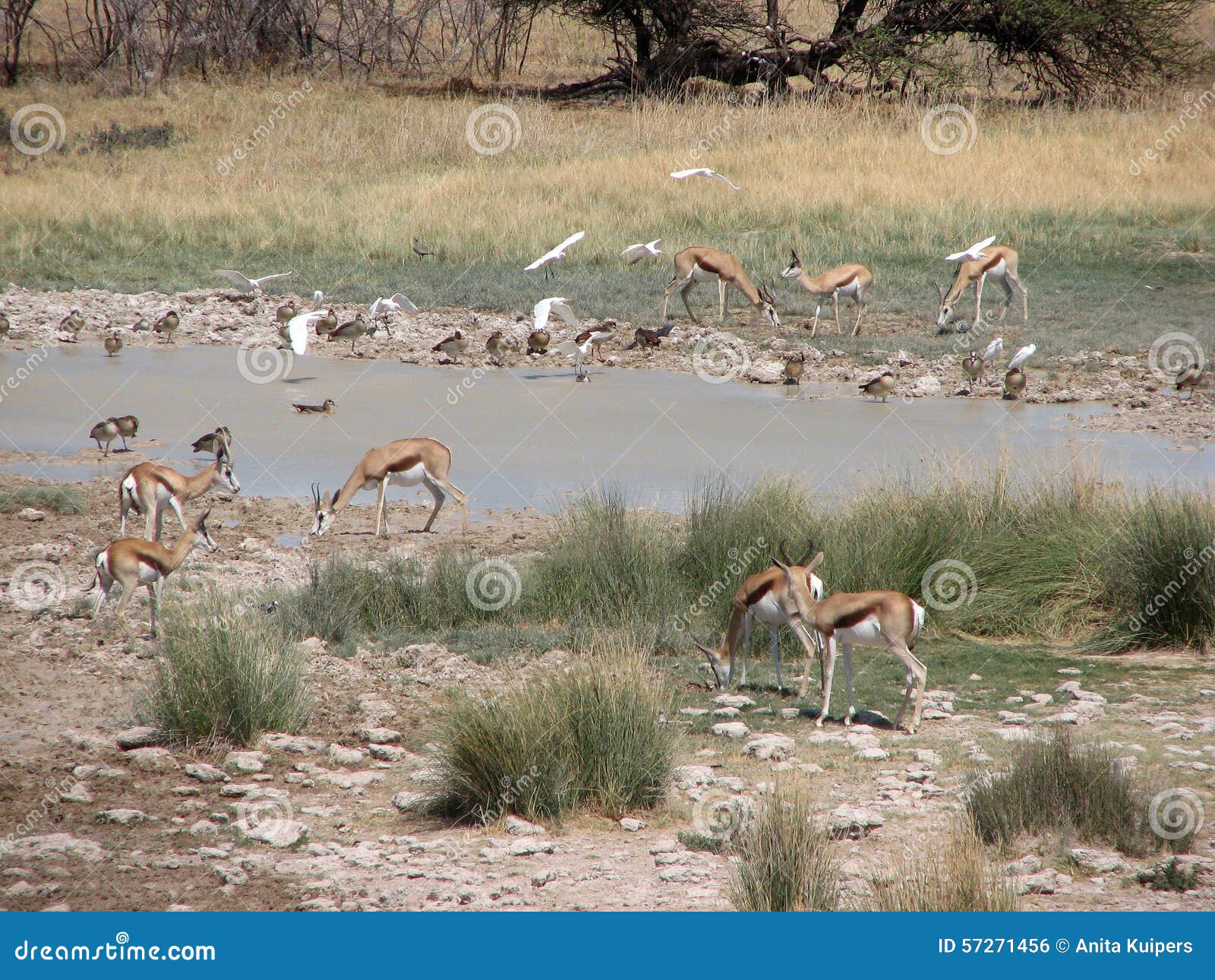 Springbok and Birds Drinking Water Stock Photo - Image of namibia ...