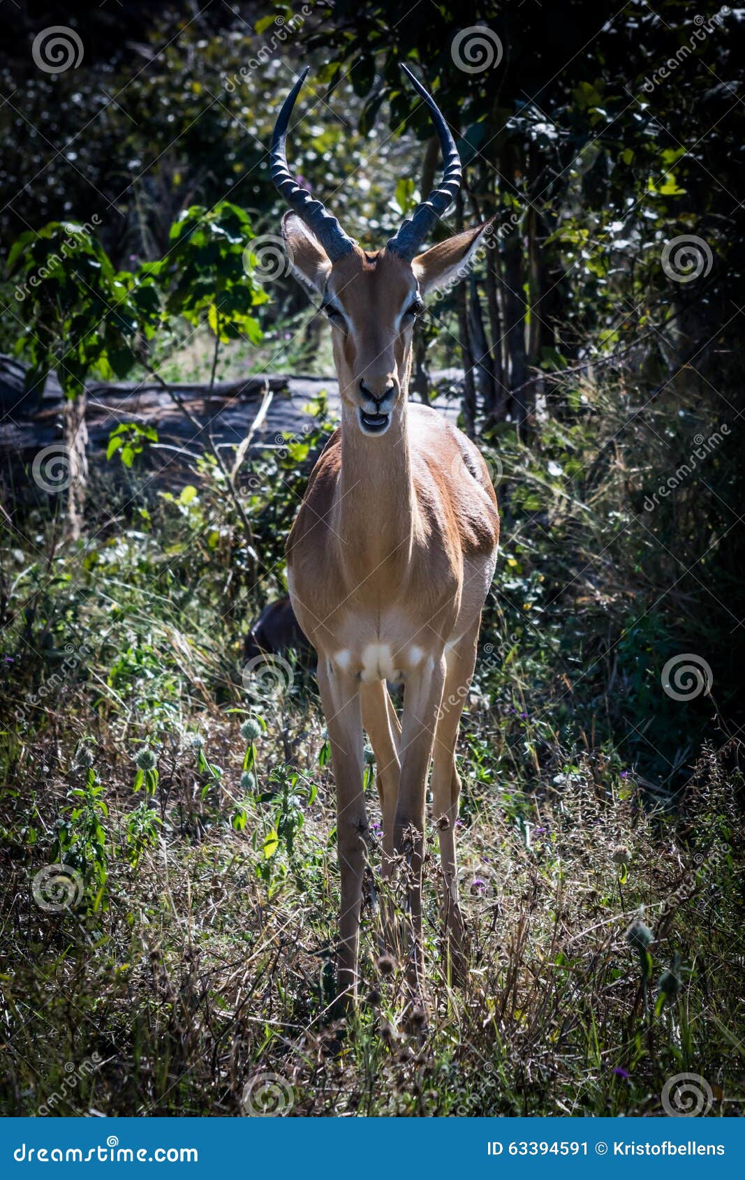 Springbok in the bush stock image. Image of clear, namibia - 63394591
