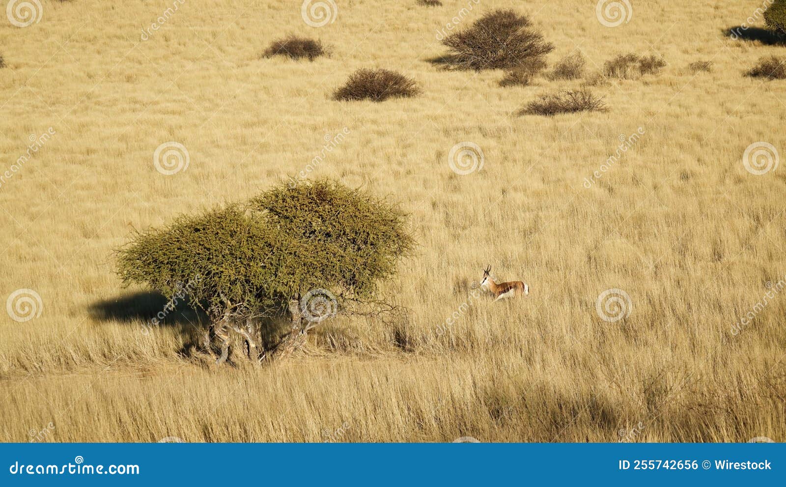 Springbok Captured in a Steppe from a Distance Stock Photo - Image of ...