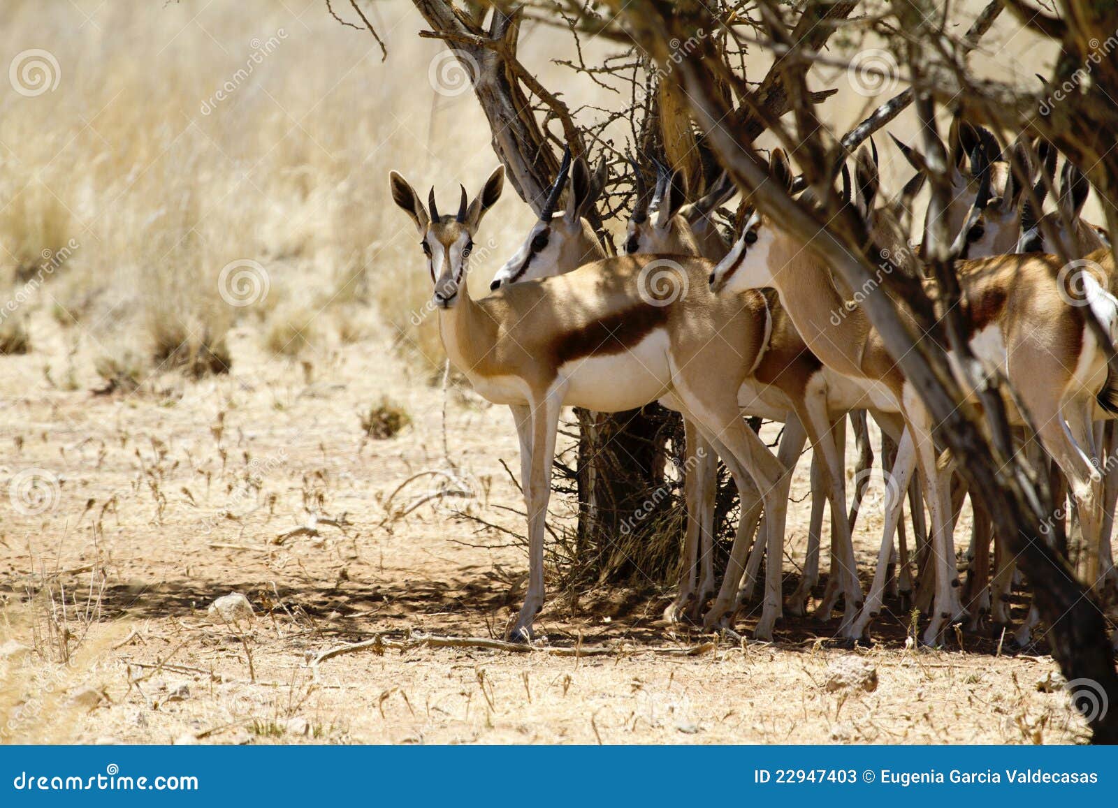 Springbok couple stock image. Image of wild, family, springbok - 22947403