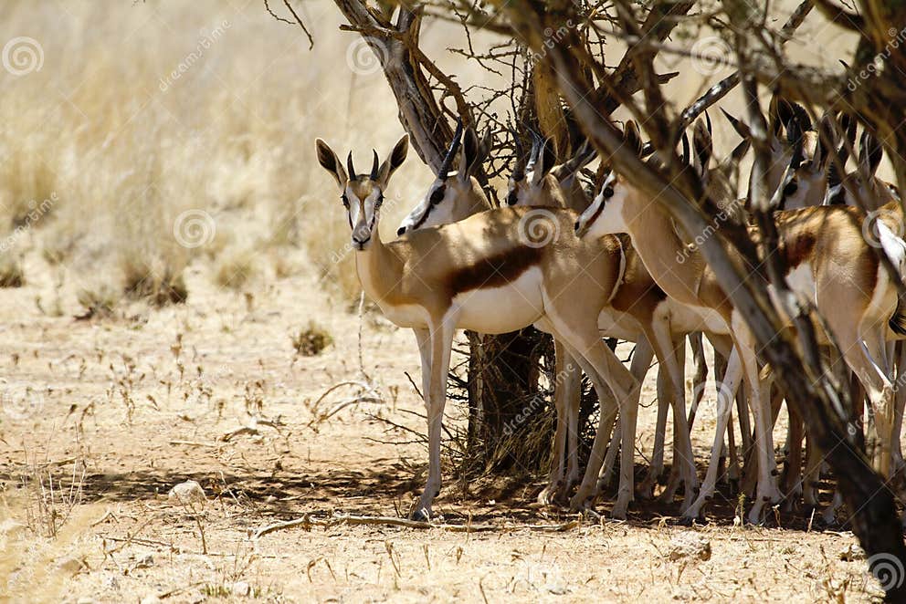 Springbok couple stock image. Image of wild, family, springbok - 22947403