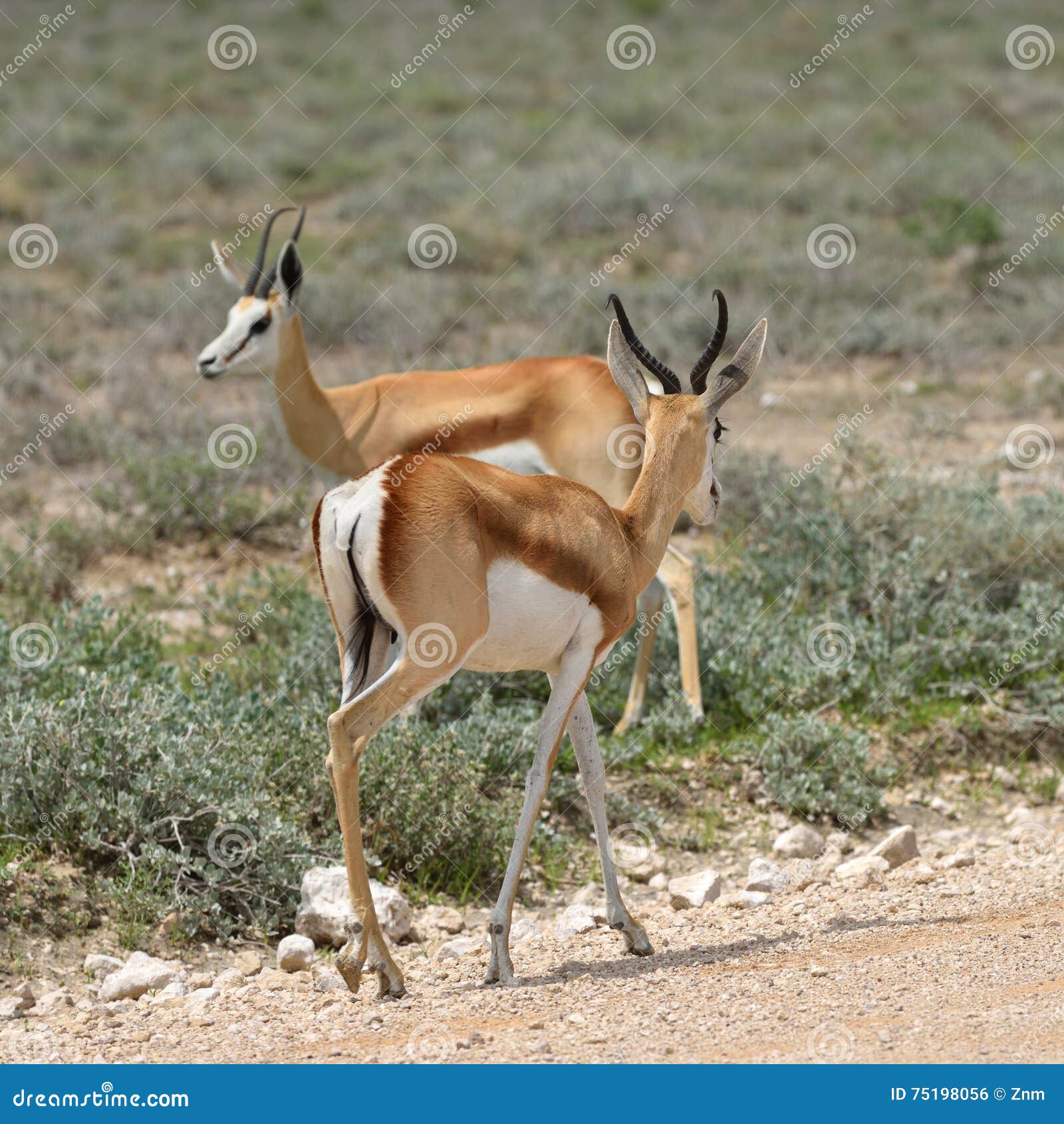 Springbok D'antilopes, Etosha, Namibie Photo stock - Image du animal ...