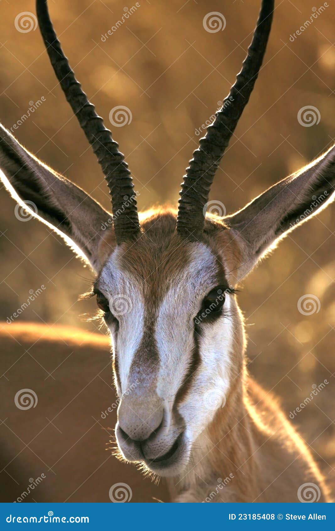 Springbok - Damaraland - Namibia Stock Photo - Image of safari, tourism ...