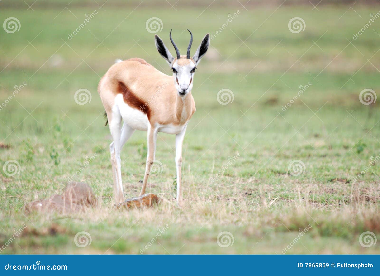 Springbok deer stock image. Image of dried, black, legs - 7869859