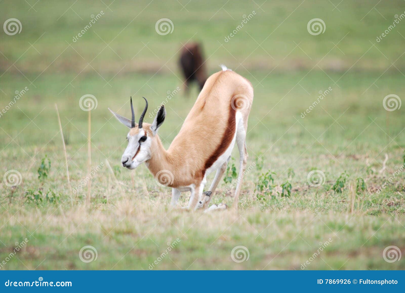 Springbok deer stock photo. Image of sideview, stripe - 7869926