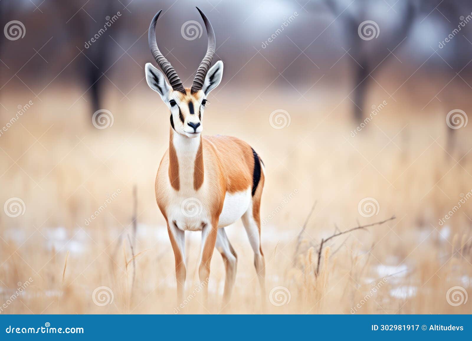 Springbok with Distinctive Markings Standing Out Stock Illustration ...
