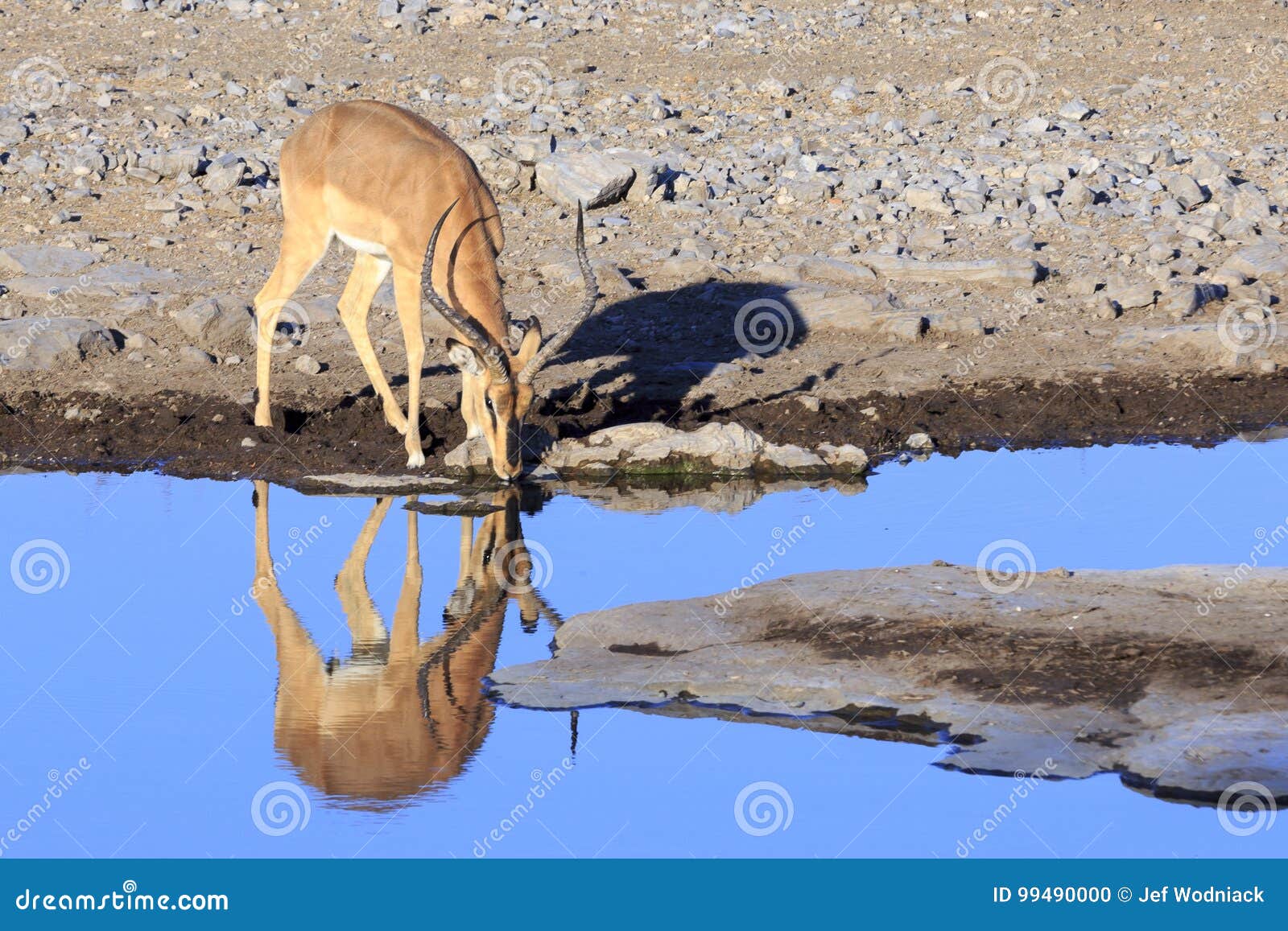 Springbok Drinking in Etosha Parc Stock Photo - Image of springbok ...