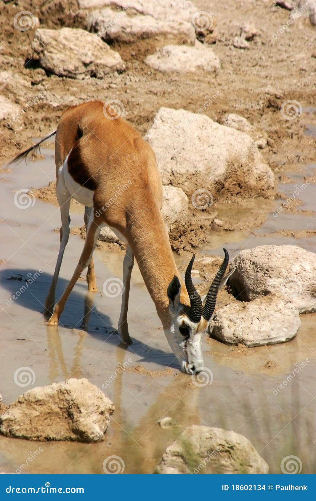 Springbok Drinking from River Stock Photo - Image of rocks, mammal ...