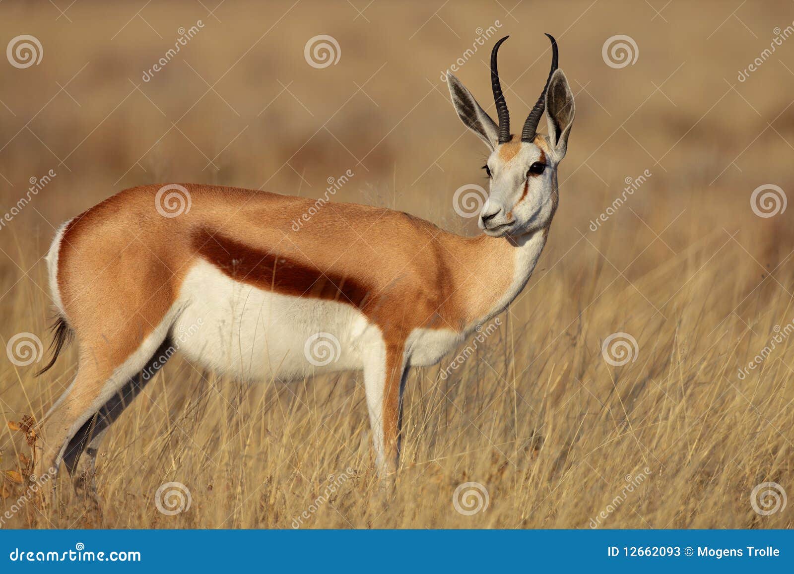 Springbok in Early Morning Light Stock Image - Image of springbok ...