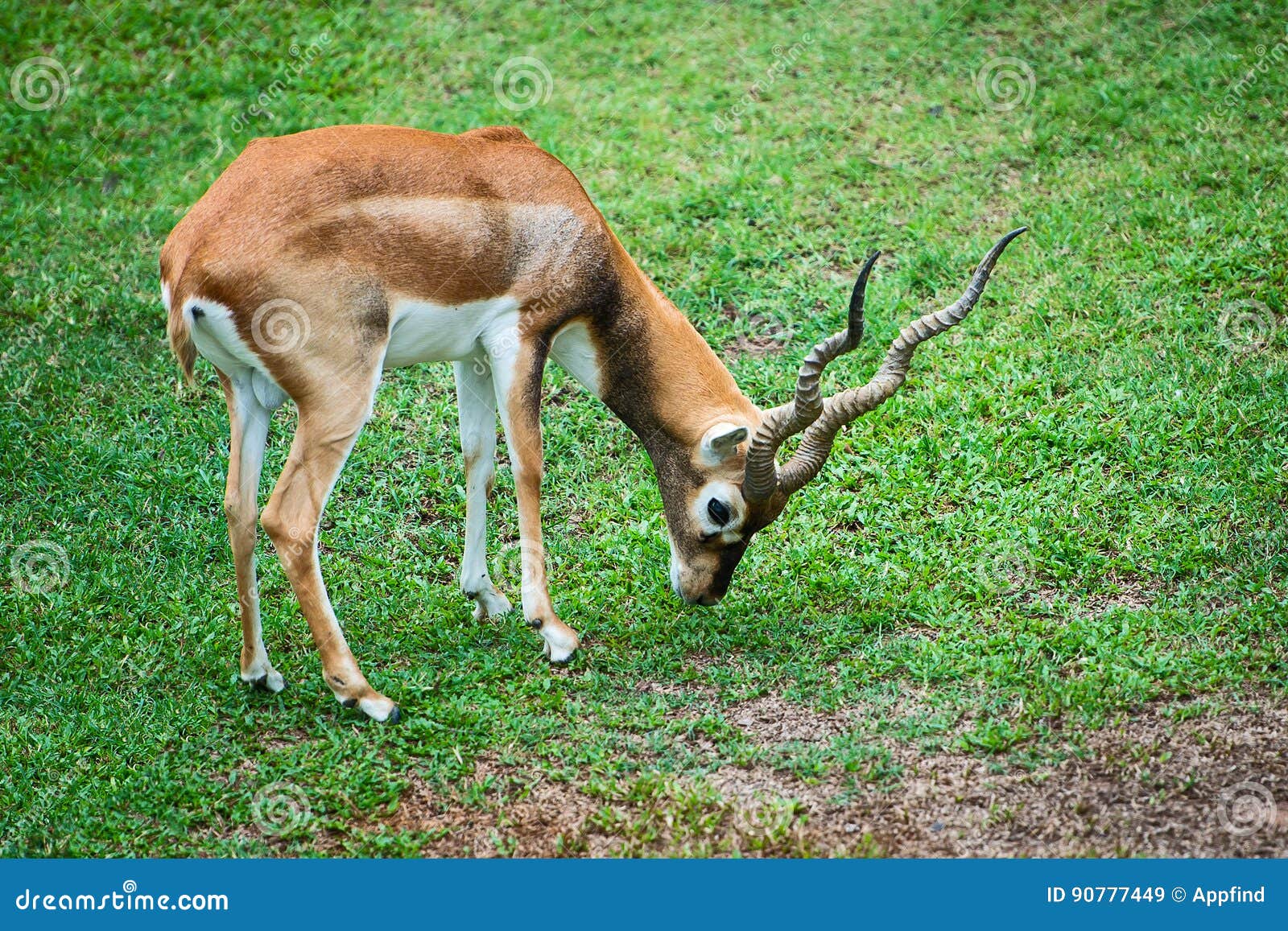 Springbok stock image. Image of habitat, portrait, male - 90777449