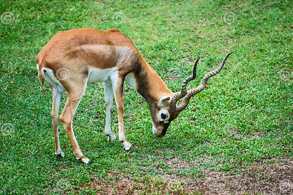 Springbok stock image. Image of habitat, portrait, male - 90777449