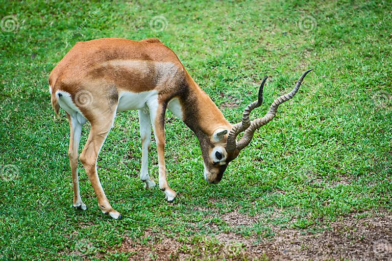 Springbok stock image. Image of habitat, portrait, male - 90777449
