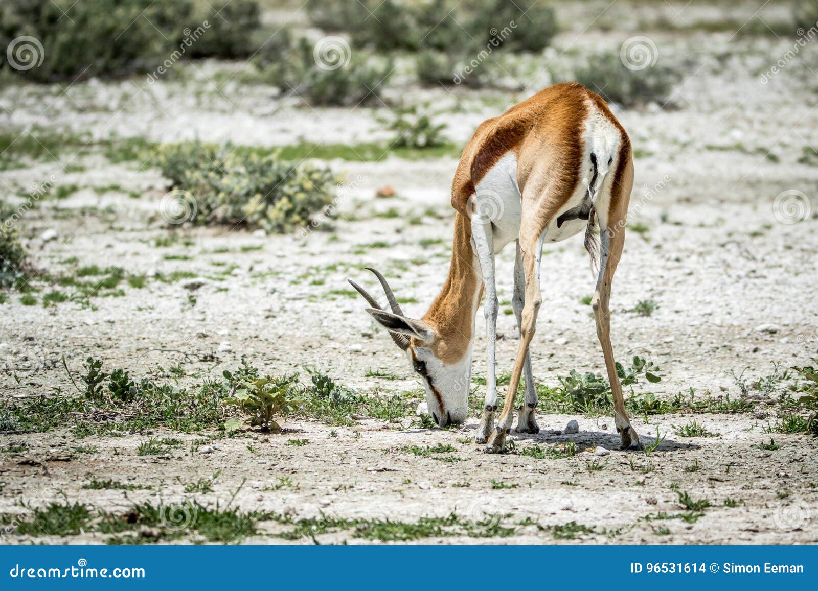 Springbok Eating Grass in Etosha. Stock Photo - Image of fauna ...