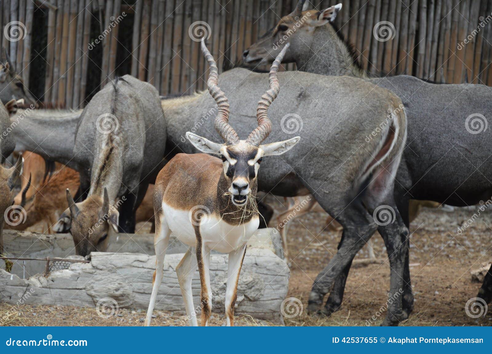 Springbok stock image. Image of animal, springbok, warm - 42537655