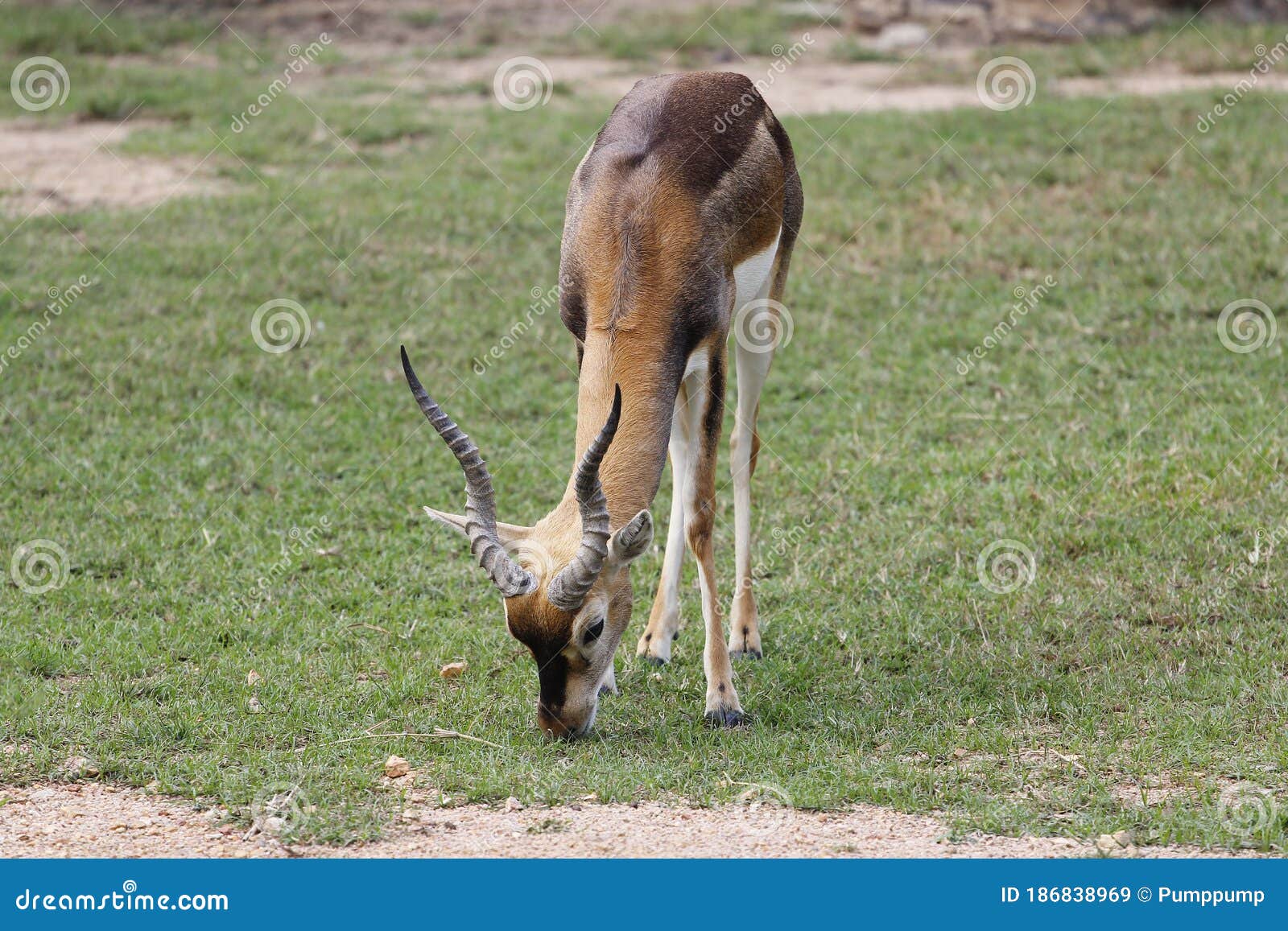 The Springbok Eatting Grass in the Garden at Thailand Stock Image ...