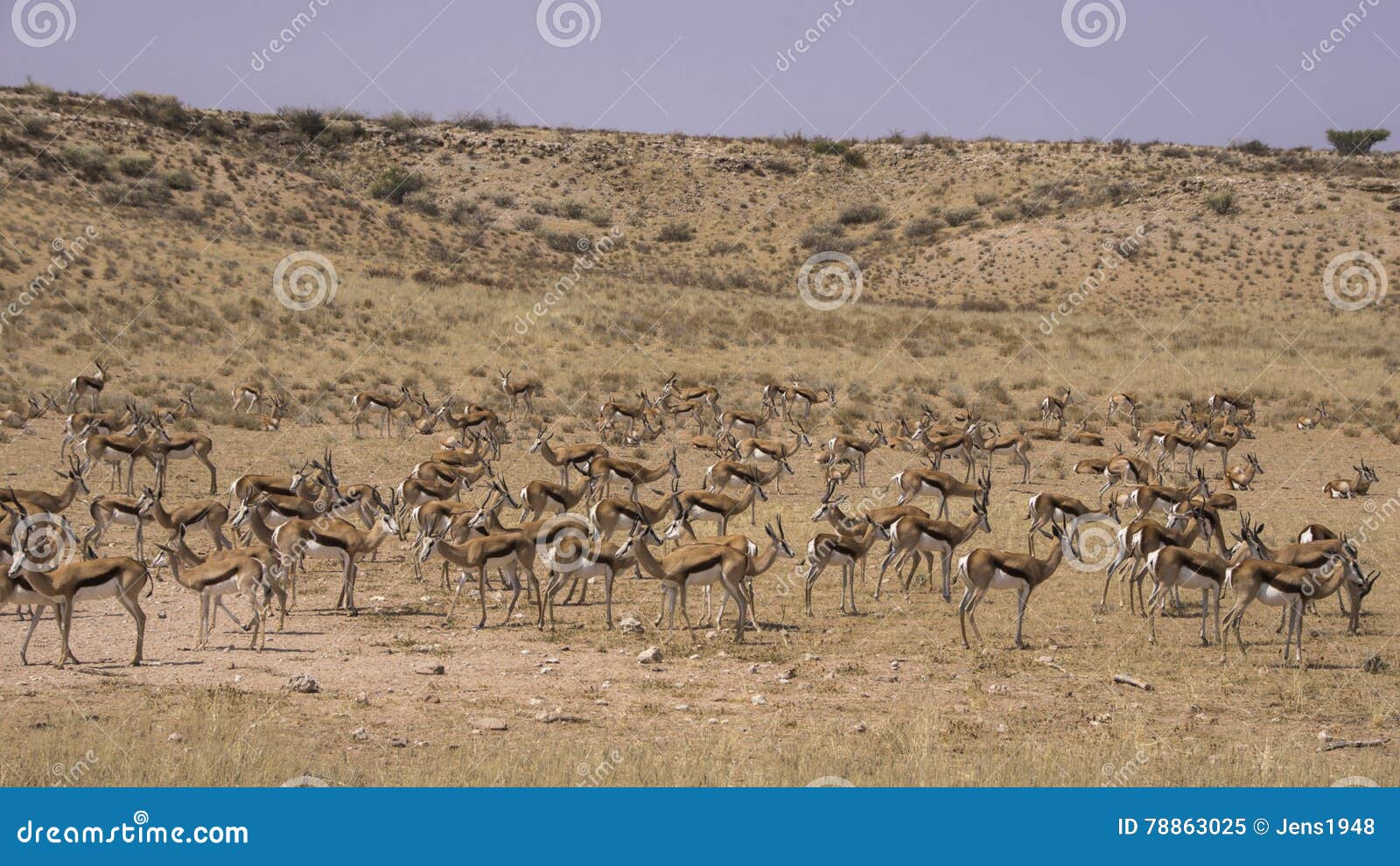 Springbok et gemsbok image stock. Image du troupeau, boire - 78863025
