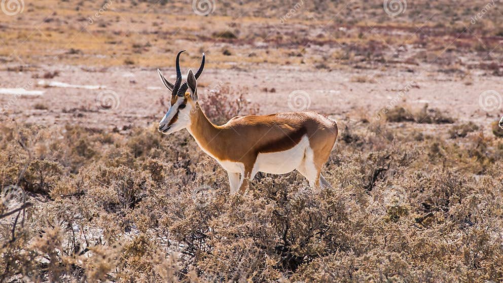 Springbok stock image. Image of eating, skin, travelling - 76735531