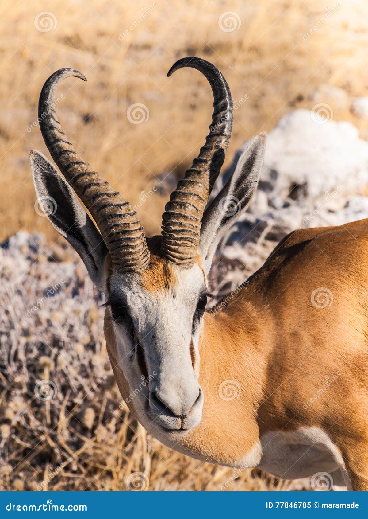 Springbok stock image. Image of skin, national, wild - 77846785