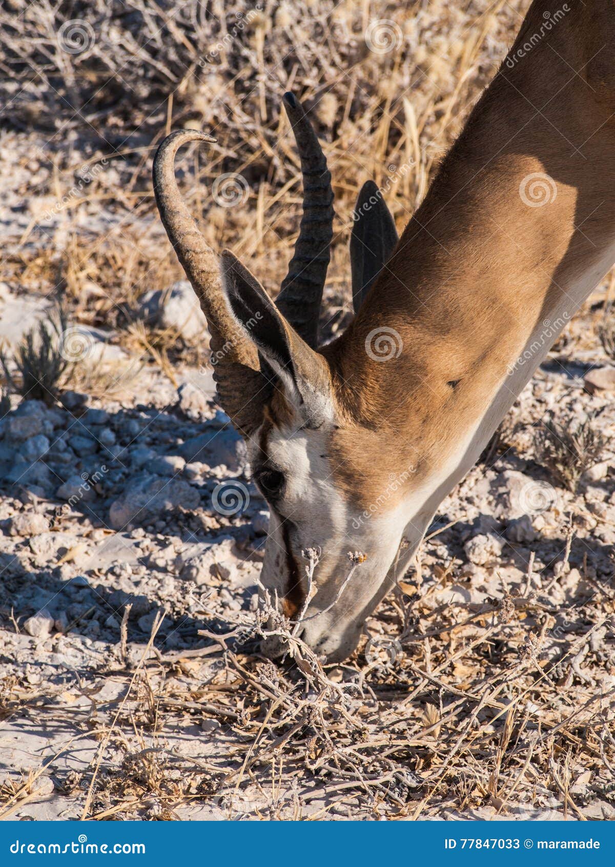 Springbok stock image. Image of wildlife, springbok, eating - 77847033