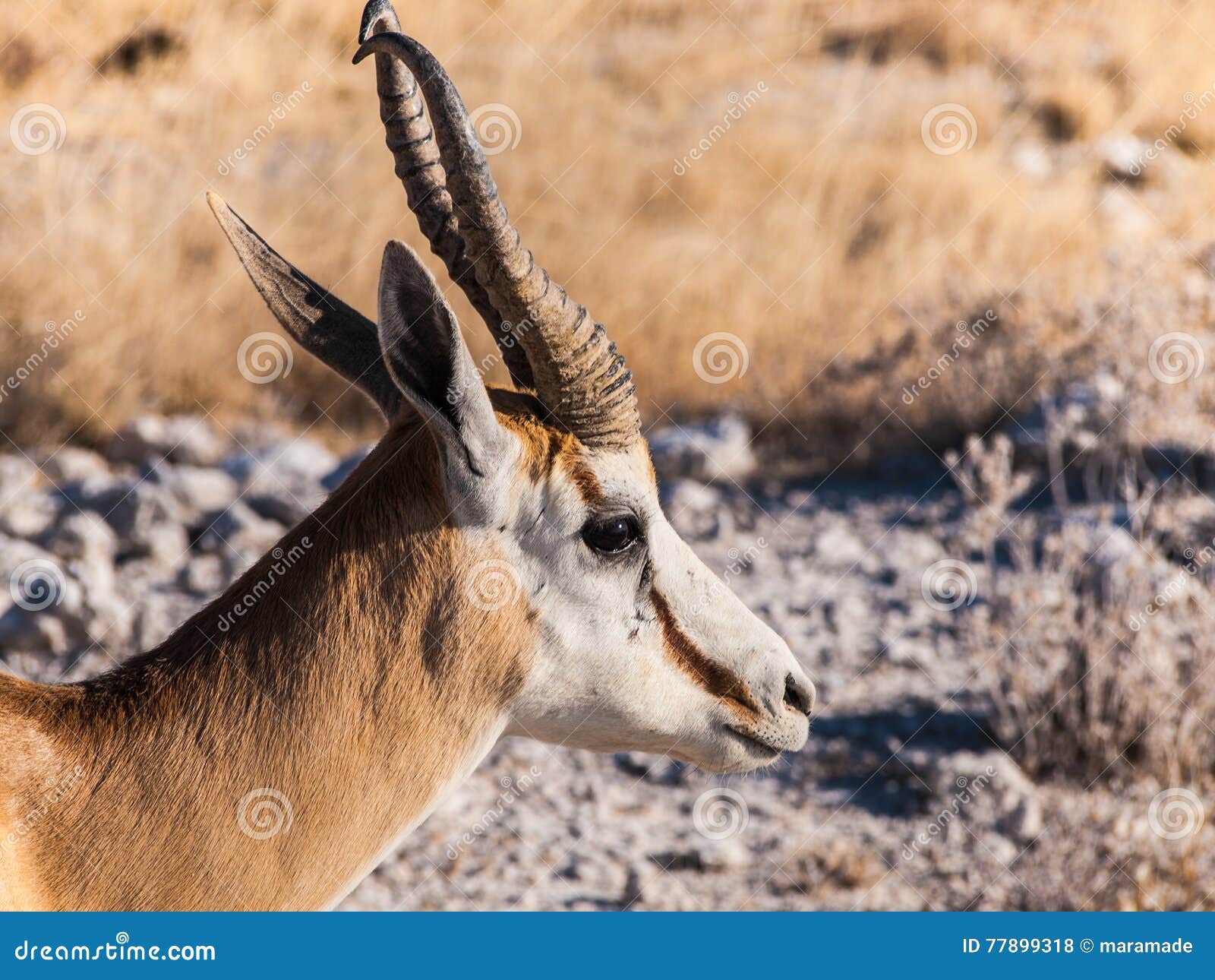 Springbok stock photo. Image of protection, nature, safari - 77899318