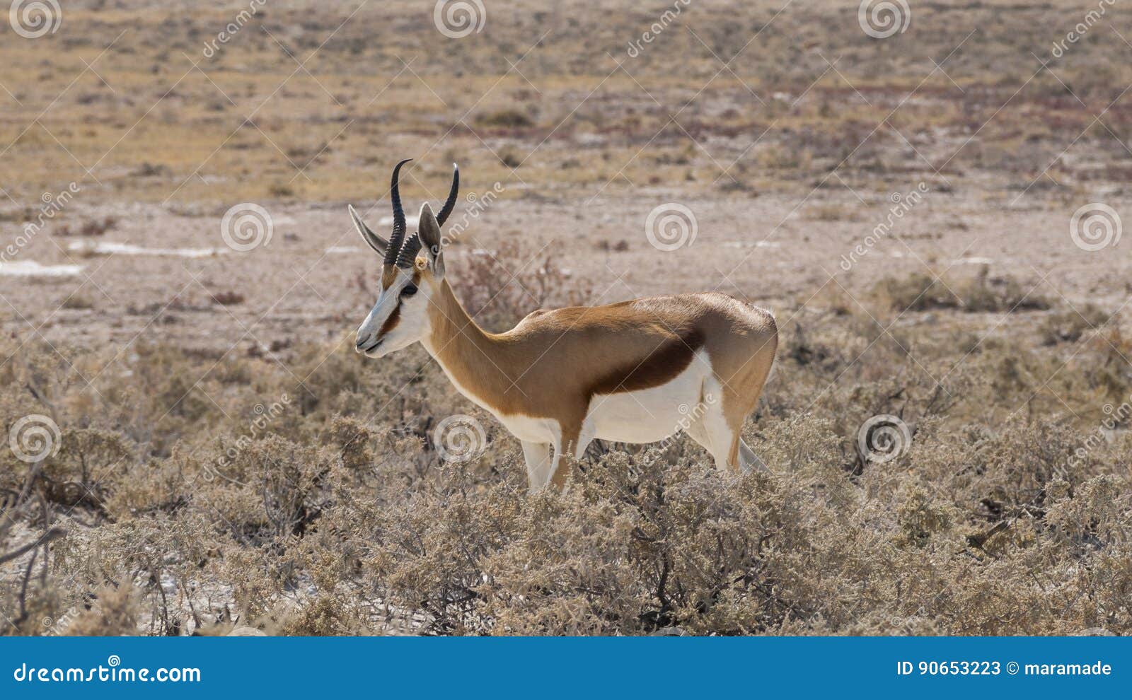 Springbok stock image. Image of park, eating, animal - 90653223