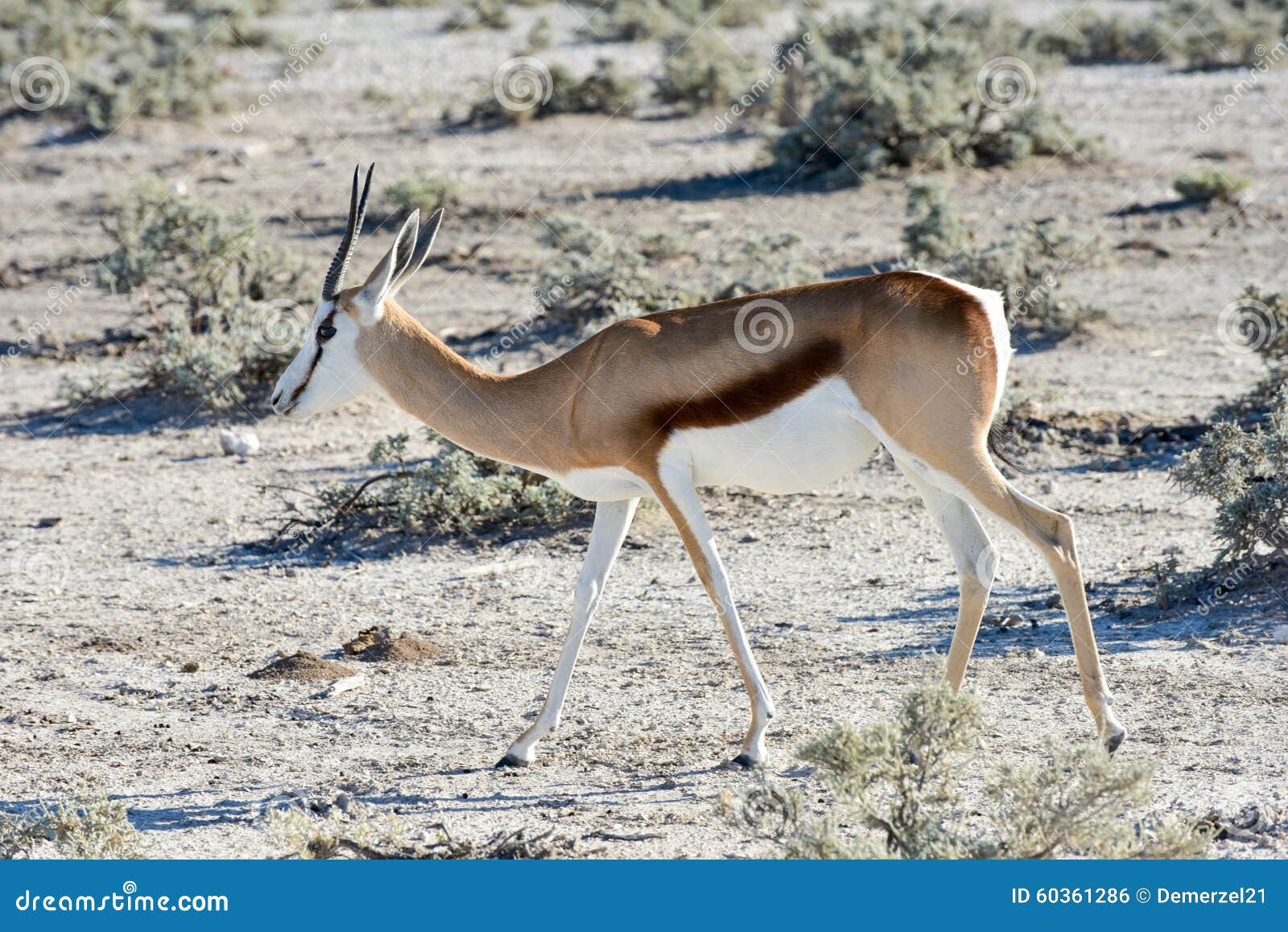 Springbok in Etosha National Park Stock Photo - Image of habitat ...
