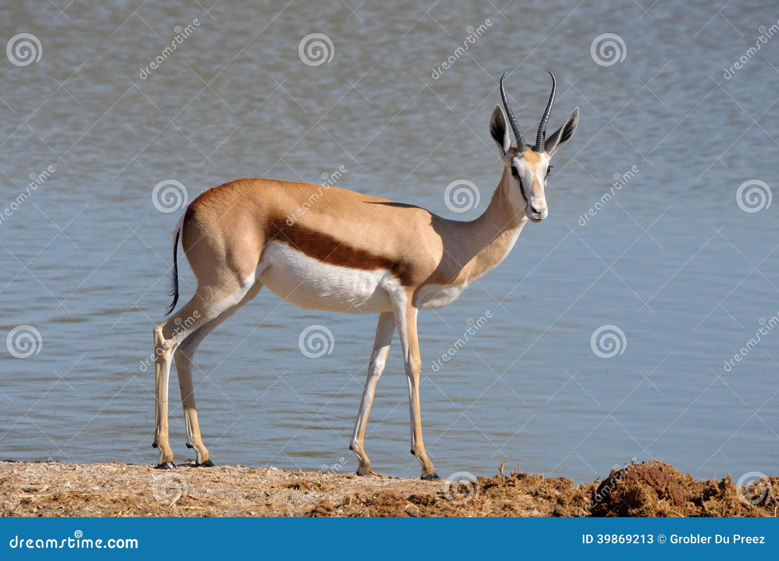 Springbok in the Etosha National Park 3 Stock Image - Image of fauna ...