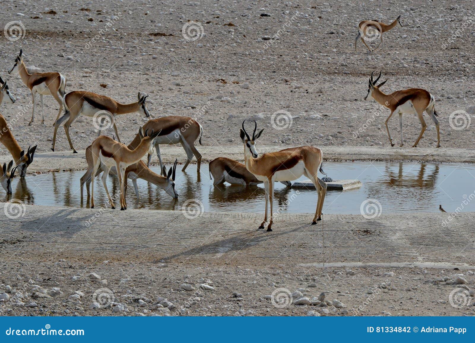 Springbok in Etosha Park , Namibia Stock Photo - Image of size, dead ...