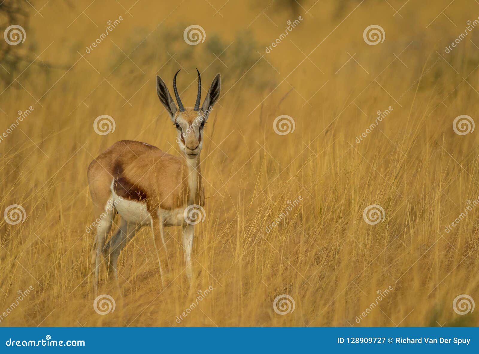 Springbok Ewe in the Tall Grass Stock Image - Image of holiday ...
