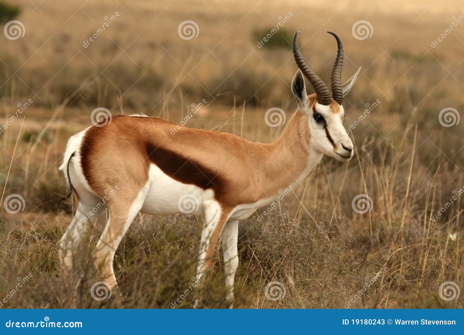 Springbok feeding on grass stock image. Image of tawny - 19180243