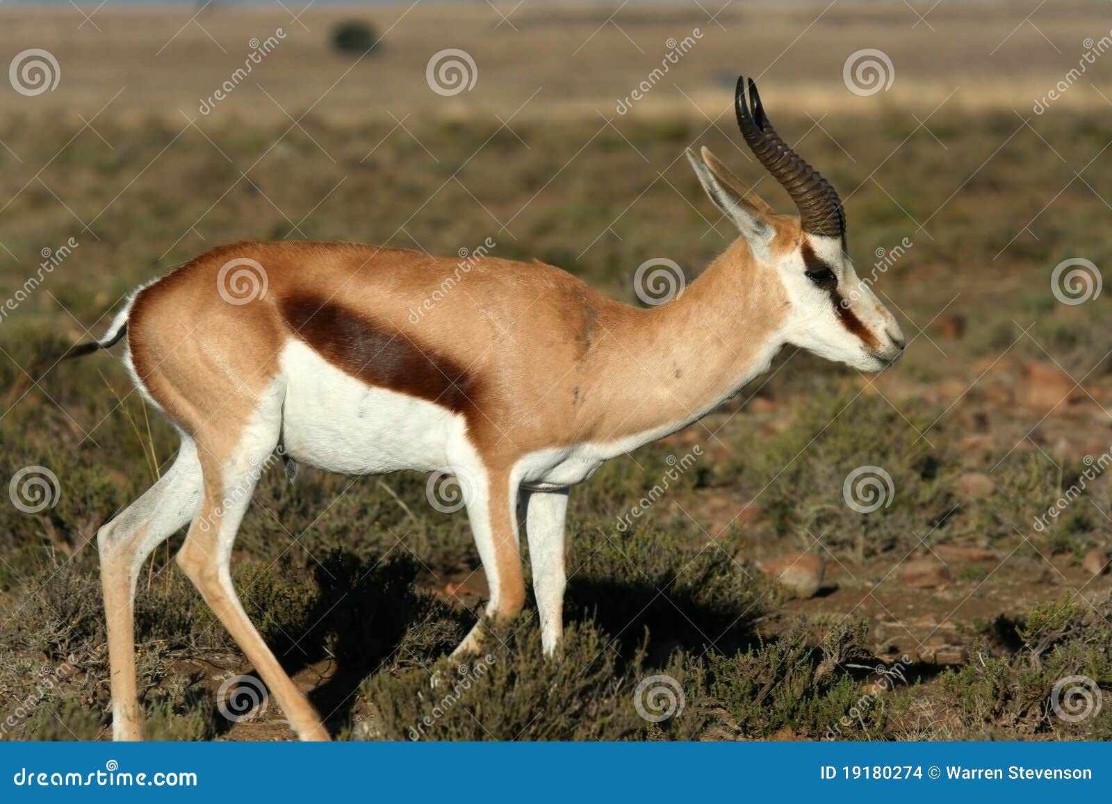 Springbok feeding on grass stock photo. Image of feeding - 19180274