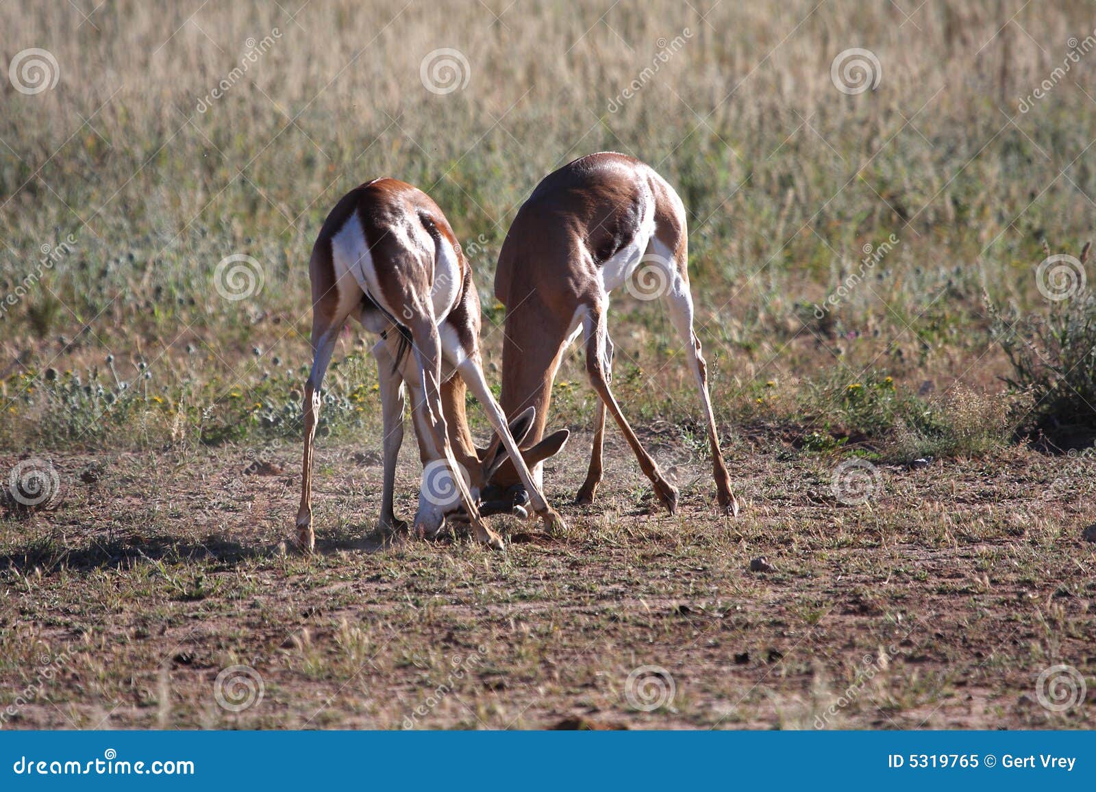 Springbok fight stock image. Image of sparring, hunted - 5319765